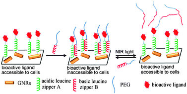 A near-infrared light-controlled system for reversible presentation of ...