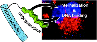Sequence-selective DNA binding with cell-permeable oligoguanidinium ...
