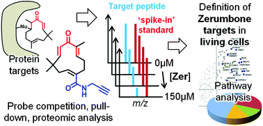 Target profiling of zerumbone using a novel cell-permeable clickable ...