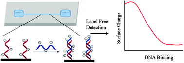 Label free detection of nucleic acids by modulating nanochannel ...