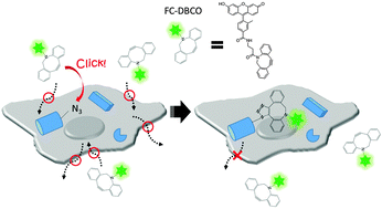 A Cu-free clickable fluorescent probe for intracellular targeting of ...