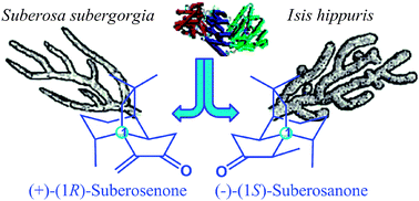 First enantioselective total synthesis and configurational assignments ...