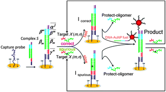 A smart DNA–gold nanoparticle probe for detecting single-base changes ...