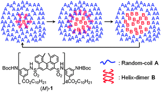 Self-catalysis in thermal hysteresis during random-coil to helix-dimer ...