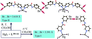 Temperature-dependent halogen⋯halogen synthon crossover in coordination ...