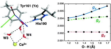 The first tyrosyl radical intermediate formed in the S2–S3 transition ...