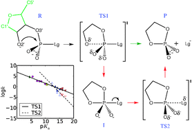 Linear free energy relationships in RNA transesterification ...