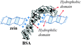 Protein mixtures of environmentally friendly zein to understand protein ...