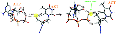 Structure and conformational analysis of the anti-HIV reverse ...