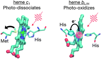 Photo-induced dynamics of the heme centers in cytochrome bc1 - Physical ...