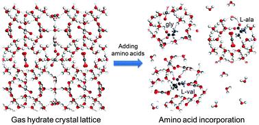 Abnormal incorporation of amino acids into the gas hydrate crystal ...