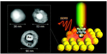 Particle size dependence of the surface-enhanced Raman scattering ...