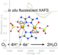 Deprotonation of a dinuclear copper complex of 3,5-diamino-1,2,4-triazole for high oxygen ...