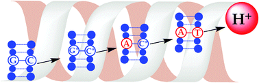 DNA spontaneous mutation and its role in the evolution of GC-content ...
