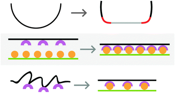 Membrane adhesion and the formation of heterogeneities: biology ...