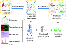 Synthetic microbial consortia: from systematic analysis to construction and applications ...