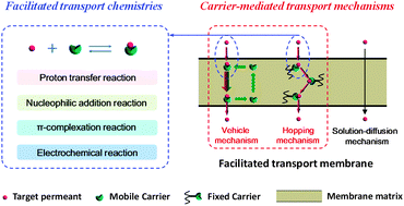 Facilitated transport of small molecules and ions for energy-efficient ...