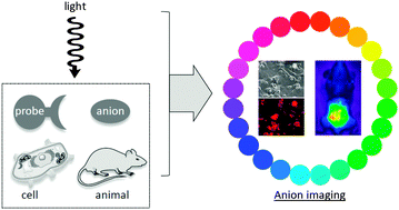 Luminescent probes for the bioimaging of small anionic species in vitro ...