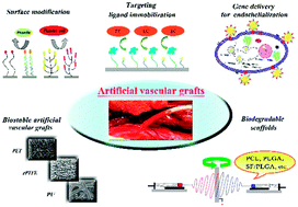 Surface modification and endothelialization of biomaterials as ...