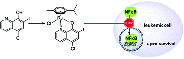 Structural characterization and biological evaluation of a clioquinol ...