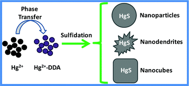 Phase transfer-based synthesis of HgS nanocrystals - Dalton ...