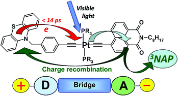 Electron transfer dynamics and excited state branching in a charge ...