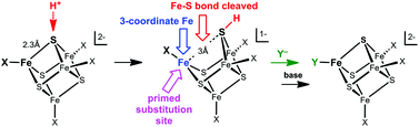 Large structural changes upon protonation of Fe4S4 clusters: the ...