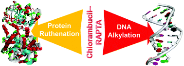 Protein ruthenation and DNA alkylation: chlorambucil-functionalized ...