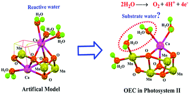 Artificial synthetic MnIVCa–oxido complexes mimic the oxygen-evolving complex in photosystem II ...