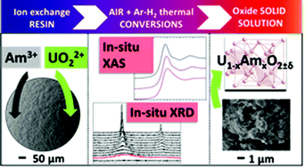 In situ characterization of uranium and americium oxide solid solution ...