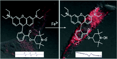 Reaction-based turn-on fluorescent probes with magnetic responses for ...