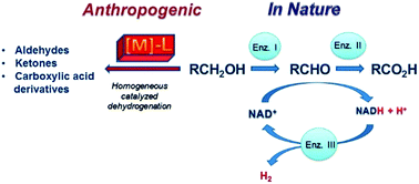 Molecular catalysts for hydrogen production from alcohols - Energy ...
