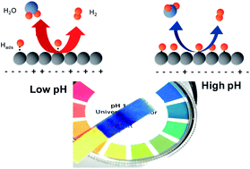 New insights into the electrochemical hydrogen oxidation and evolution ...