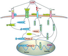 The action of JAK, SMAD and ERK signal pathways on hepcidin suppression ...