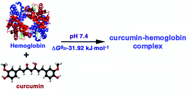 Interaction of the dietary pigment curcumin with hemoglobin: energetics ...