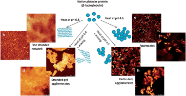Influence of heat and shear induced protein aggregation on the in vitro ...
