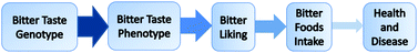 Bitter taste genetics – the relationship to tasting, liking ...