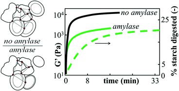 Influence of hydration and starch digestion on the transient rheology ...