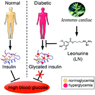 Inhibitory effect of leonurine on the formation of advanced glycation ...