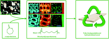 Fully biodegradable modification of wood for improvement of dimensional ...