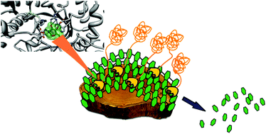 Enzymatic breakdown of biomass: enzyme active sites, immobilization ...