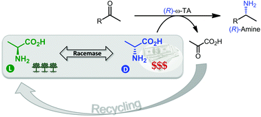 A system for ω-transaminase mediated (R)-amination using l-alanine as ...