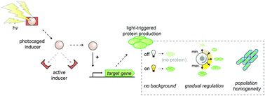 Light-responsive control of bacterial gene expression: precise ...