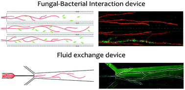 Probing bacterial–fungal interactions at the single cell level ...