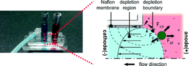 Microfluidic in-reservoir pre-concentration using a buffer drain ...