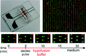 Deformability-based microfluidic cell pairing and fusion - Lab on a ...