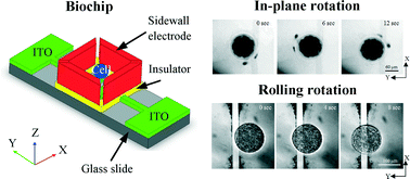 AC electric field induced dipole-based on-chip 3D cell rotation - Lab ...