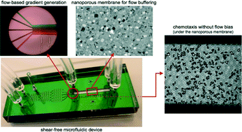 Highly permeable silicon membranes for shear free chemotaxis and rapid ...