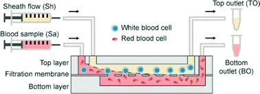 Continuous-flow microfluidic blood cell sorting for unprocessed whole ...