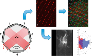 Cell patterning with a heptagon acoustic tweezer – application in ...